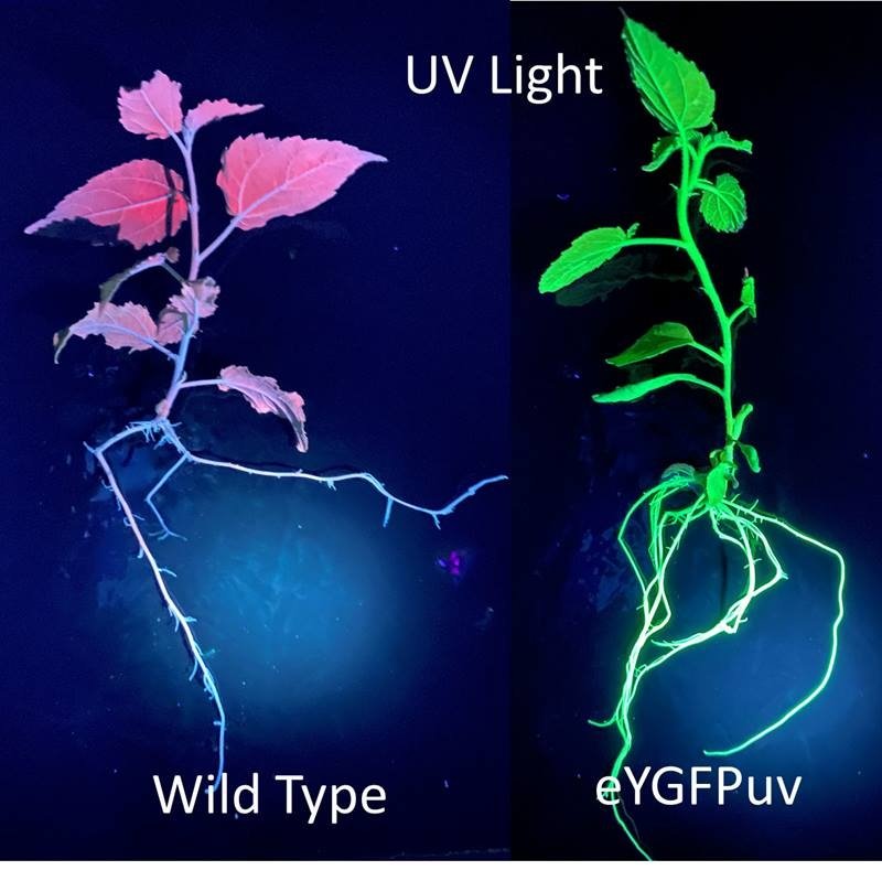 DOE highlights research by Xiaohan Yang: Watching Plants Switch on ...